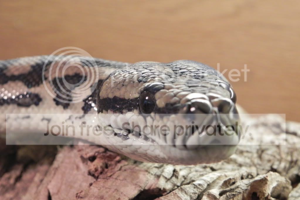 adult male carpet python ... have no idea of what carpet! | Reptile Forums