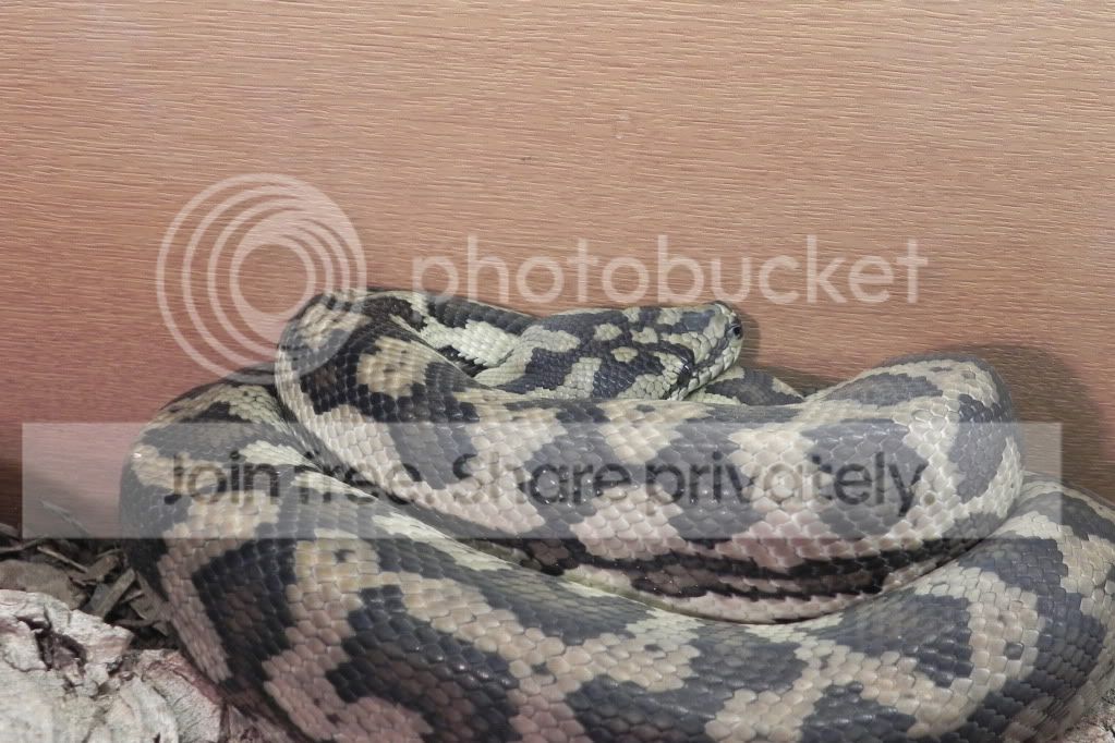 adult male carpet python ... have no idea of what carpet! | Reptile Forums