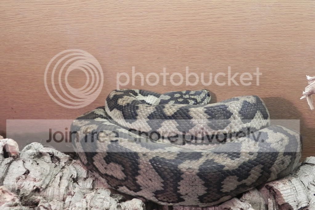 adult male carpet python ... have no idea of what carpet! | Reptile Forums