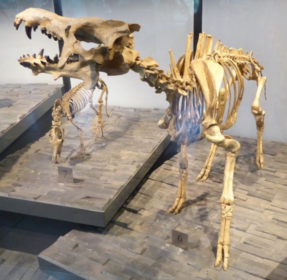 Paleontology 101: The Age of Mammals (Photo Diary)