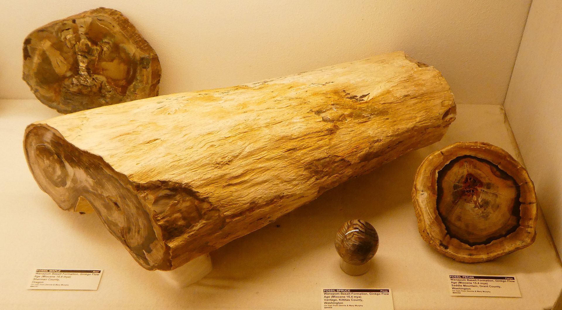 Paleontology 101: Petrified wood in the Rice Museum (photo diary)