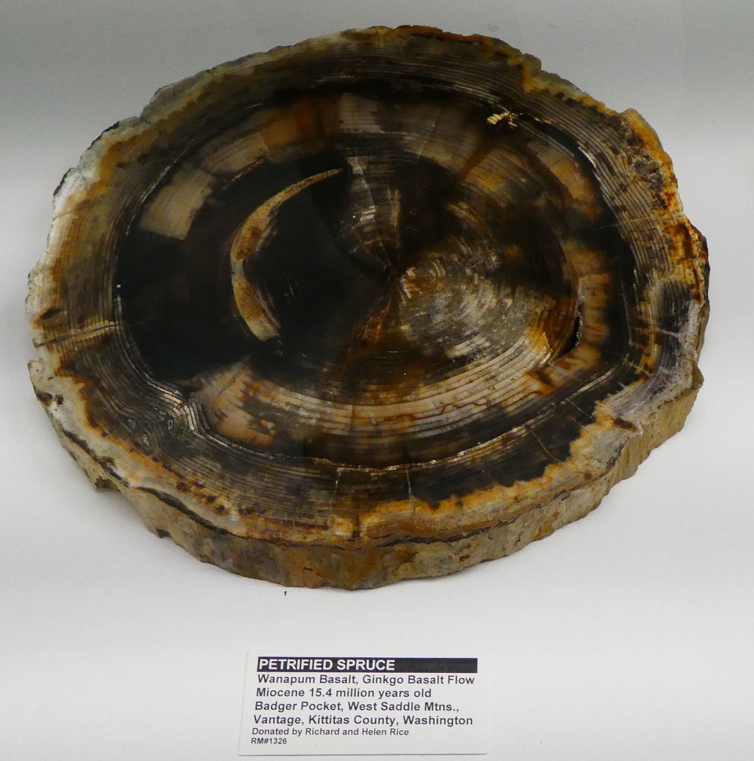 Paleontology 101: Petrified Wood From Washington and Oregon (Photo Diary)