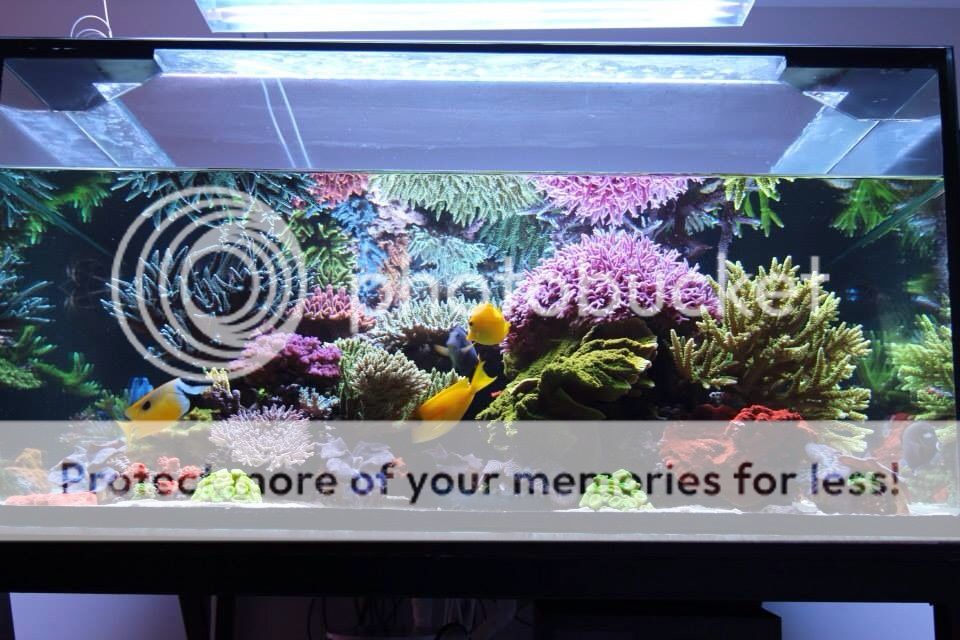 Cube Build - 4x4 Reefing | Reef2Reef