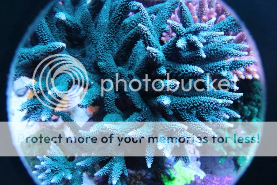 Cube Build - 4x4 Reefing | Reef2Reef