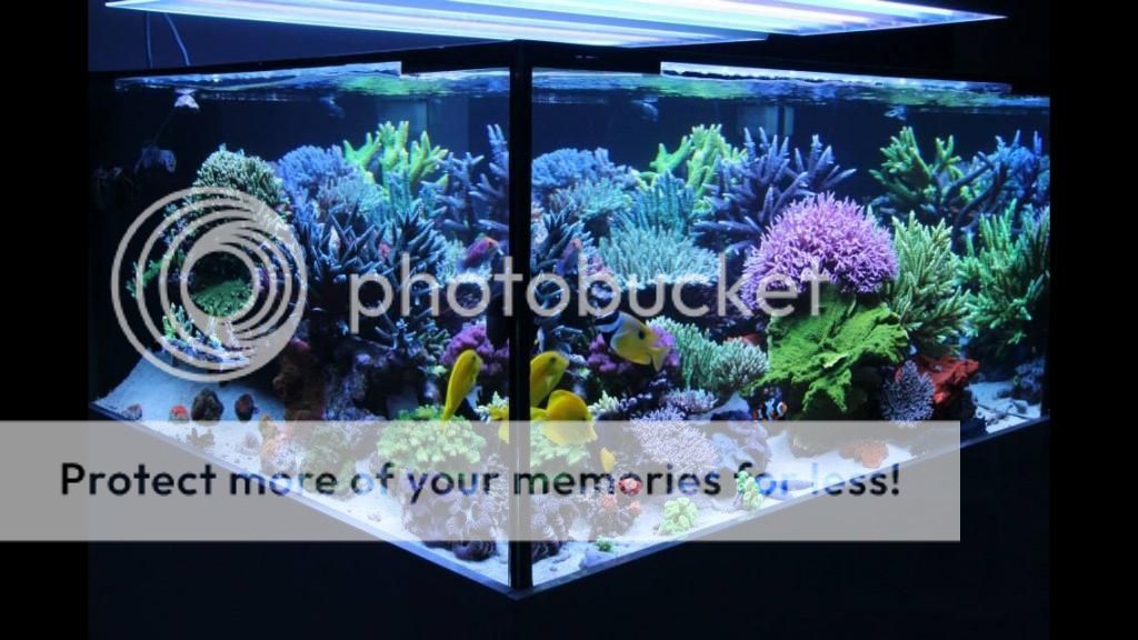 Cube Build - 4x4 Reefing | Reef2Reef