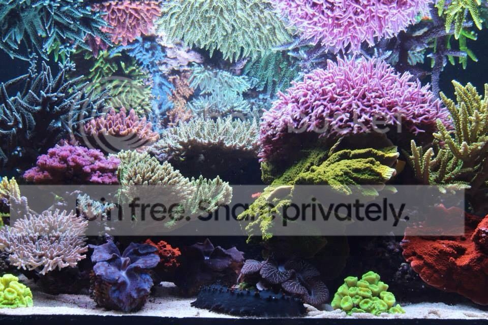 Cube Build - 4x4 Reefing | Reef2Reef