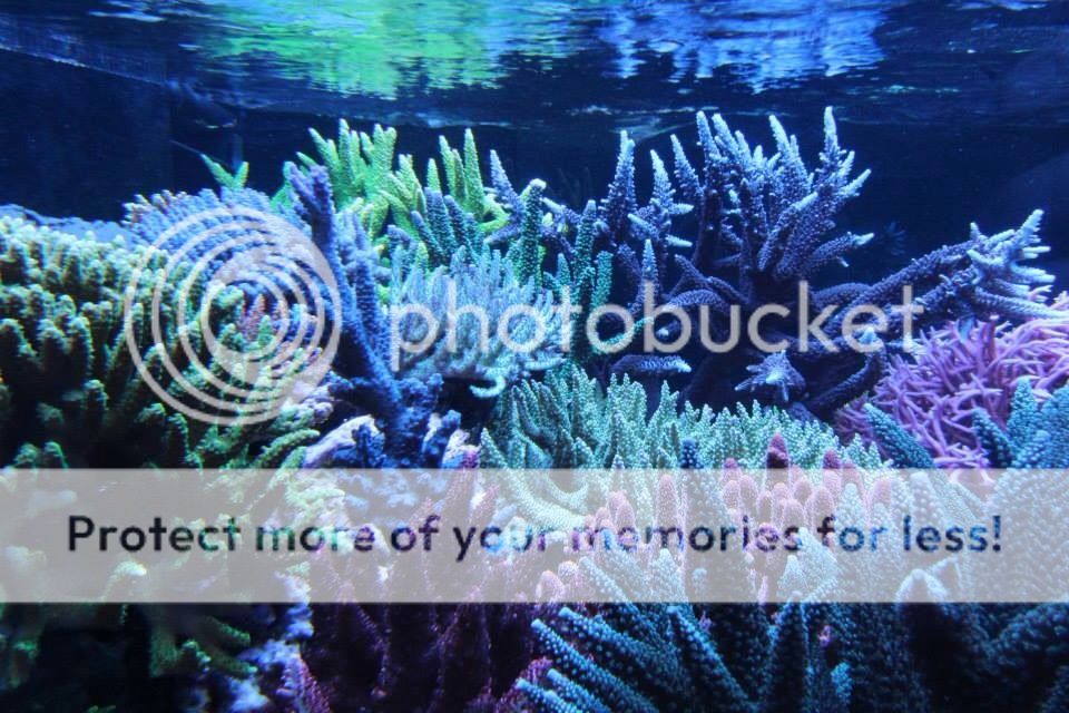 Cube Build - 4x4 Reefing | Reef2Reef